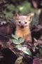 Pacific Marten – Oregon Conservation Strategy