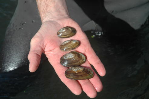 California Floater Freshwater Mussel – Oregon Conservation Strategy