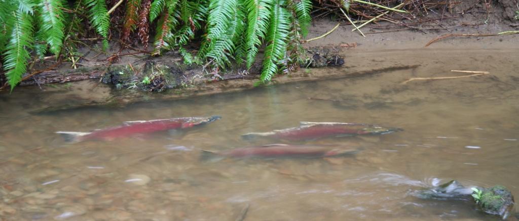 Disruption of Disturbance Regimes – Oregon Conservation Strategy