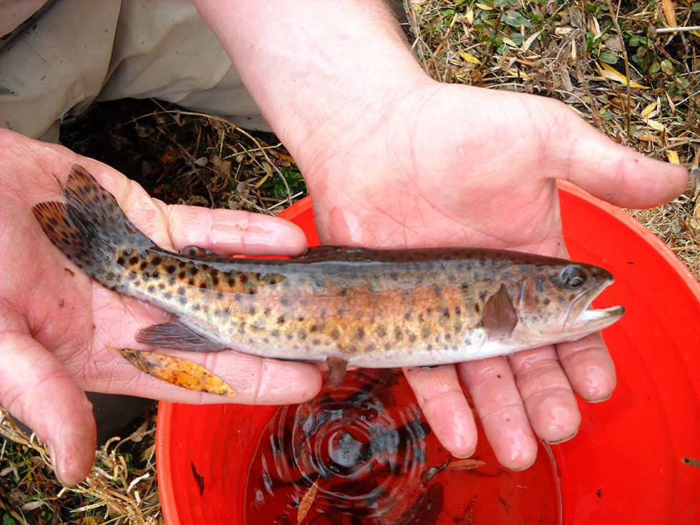 Lahontan Cutthroat Trout, Quinn River SMU – Oregon Conservation Strategy