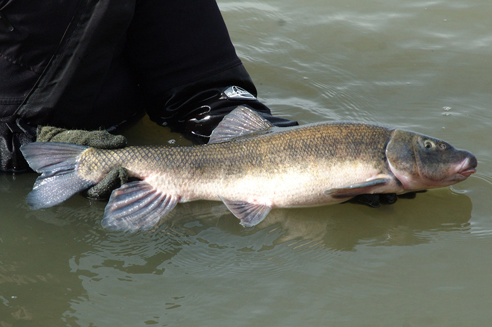 Lost River Sucker – Oregon Conservation Strategy
