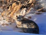Pygmy Rabbit – Oregon Conservation Strategy