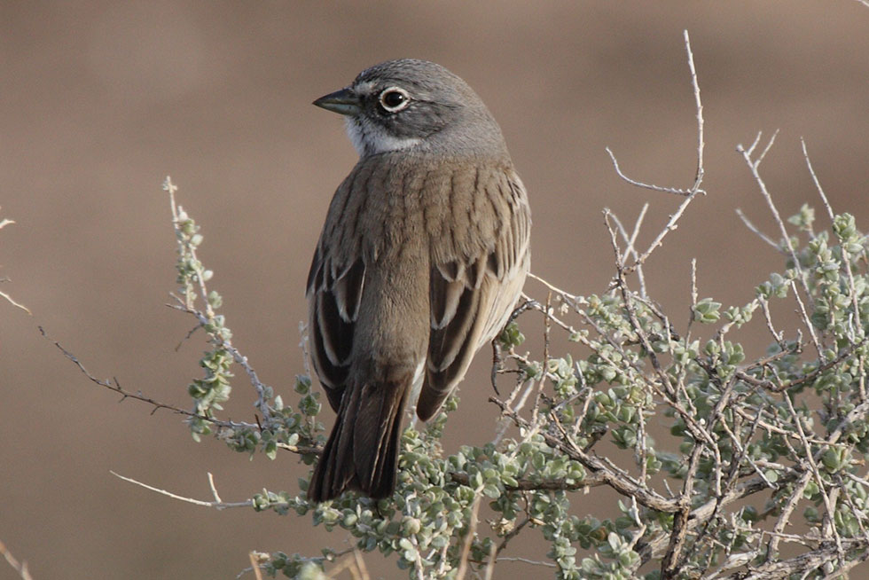 Sagebrush Sparrow – Oregon Conservation Strategy