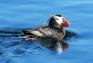 Tufted Puffin – Oregon Conservation Strategy