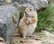 Washington Ground Squirrel – Oregon Conservation Strategy