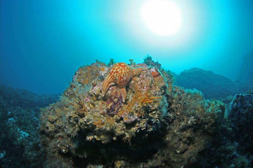 Nearshore – Oregon Conservation Strategy